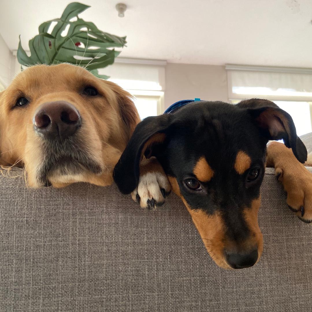 Holy Pets – Holy Metals